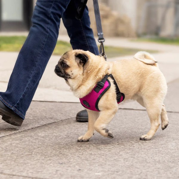 Easy On Step In Dog Harness Canada Pooch
