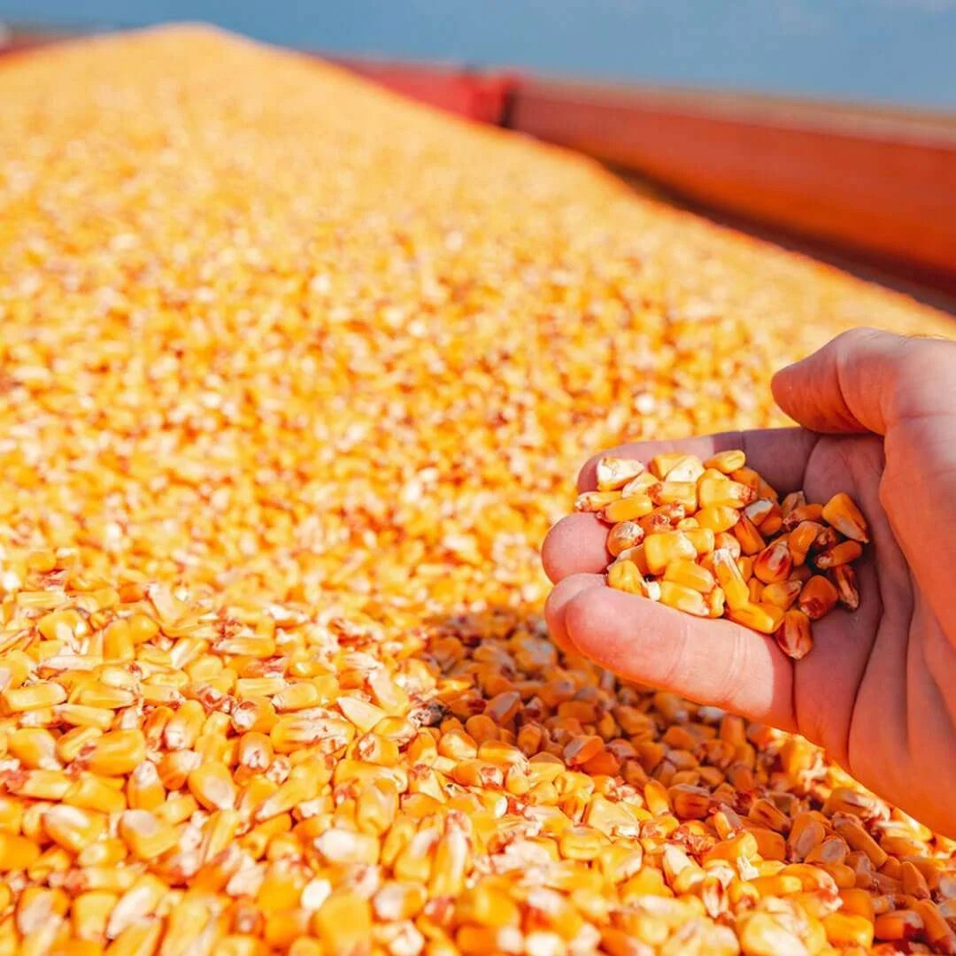 Maize-Processing Plant Supplier in Bangladesh