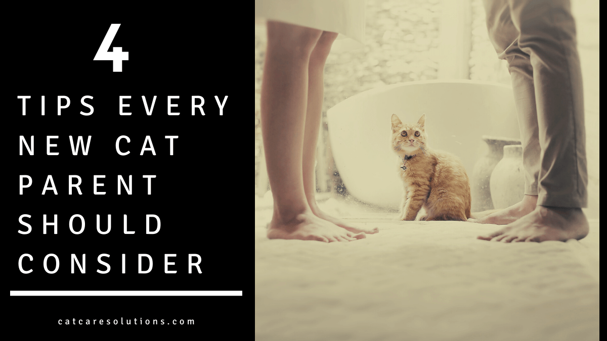 4 Tips For New Cat Owners That Are Often Overlooked