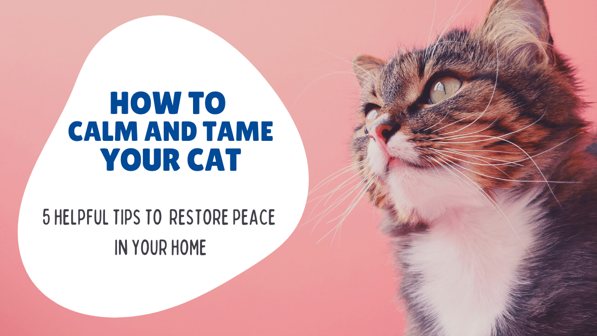5 Tips For Taming Your Cat To Go From Chaos To Calm » Cat Care Solutions