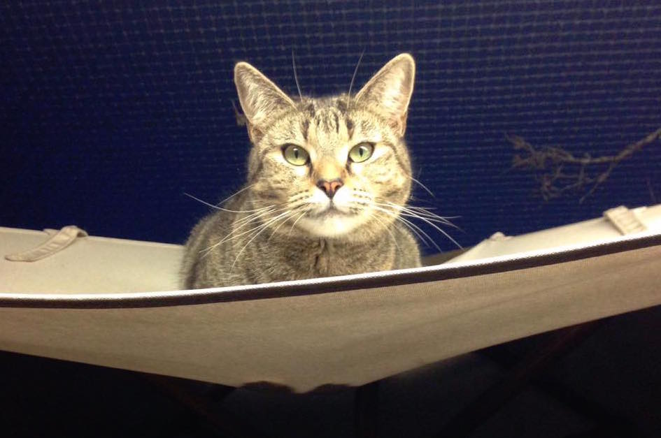 original cat cafe brisbane – Cat Cuddle Cafe |Brisbane|