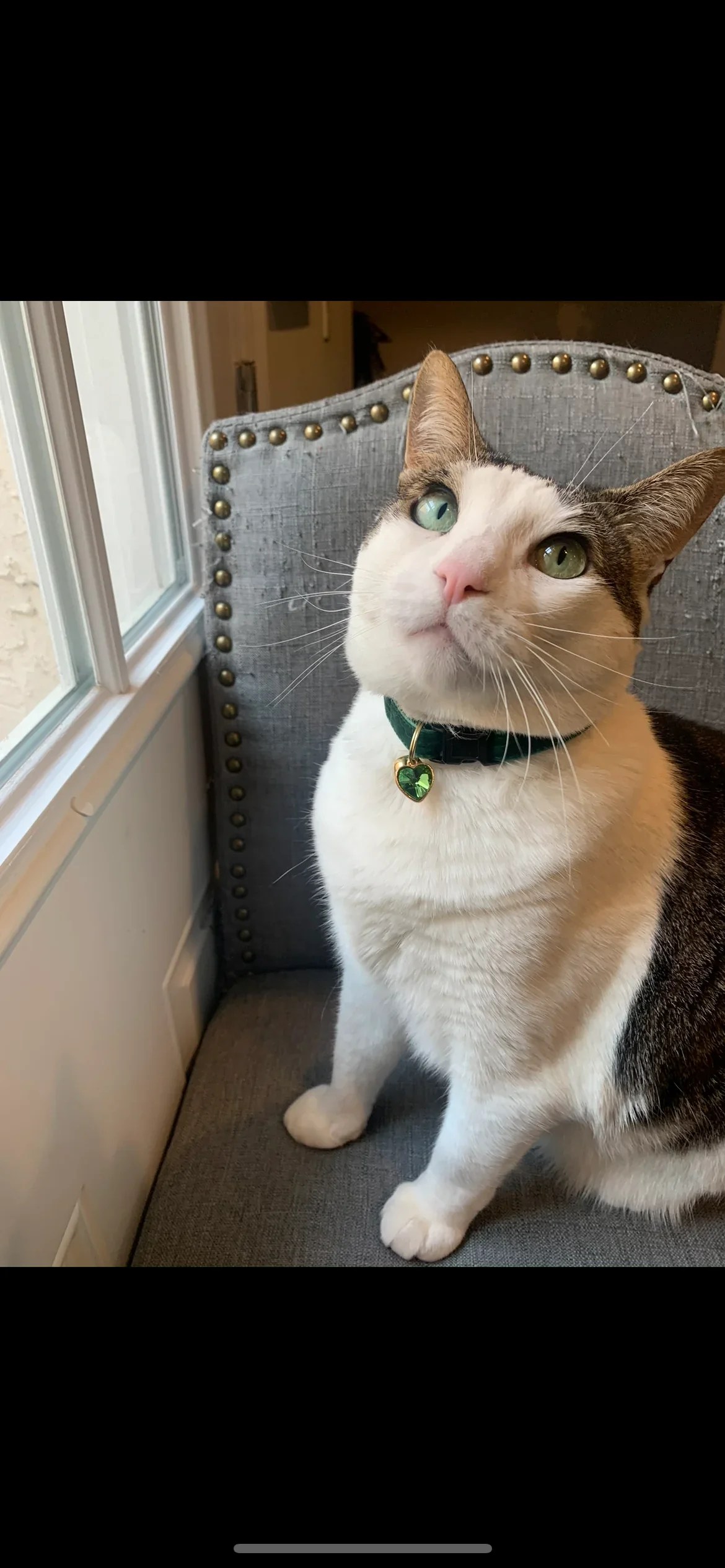 Every Cat Owner Can Relate To This Catsforlife