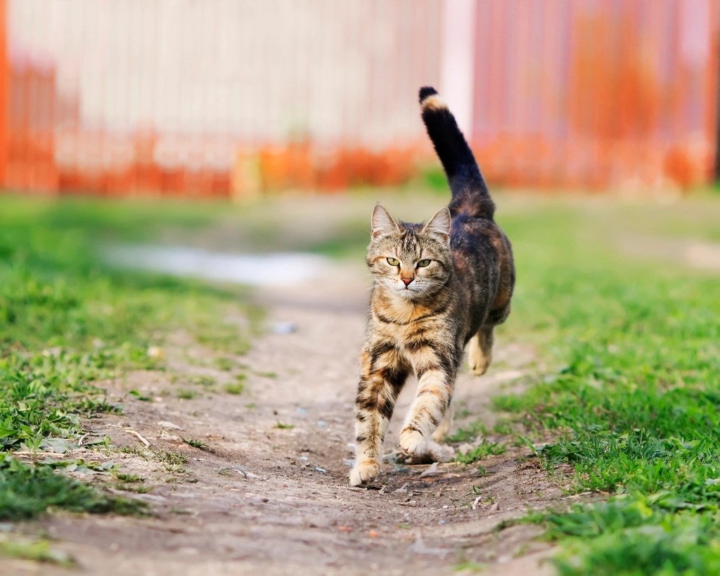 Cats Can Run Faster Than Usain Bolt - Cats of Cape Town