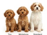 Cavapoo Temperament Ultimate Guide To This Loving Family Dog