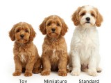 Full Grown Cavapoo Sizes Weight Height Size Chart
