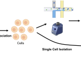 Single Cell Transcriptomics