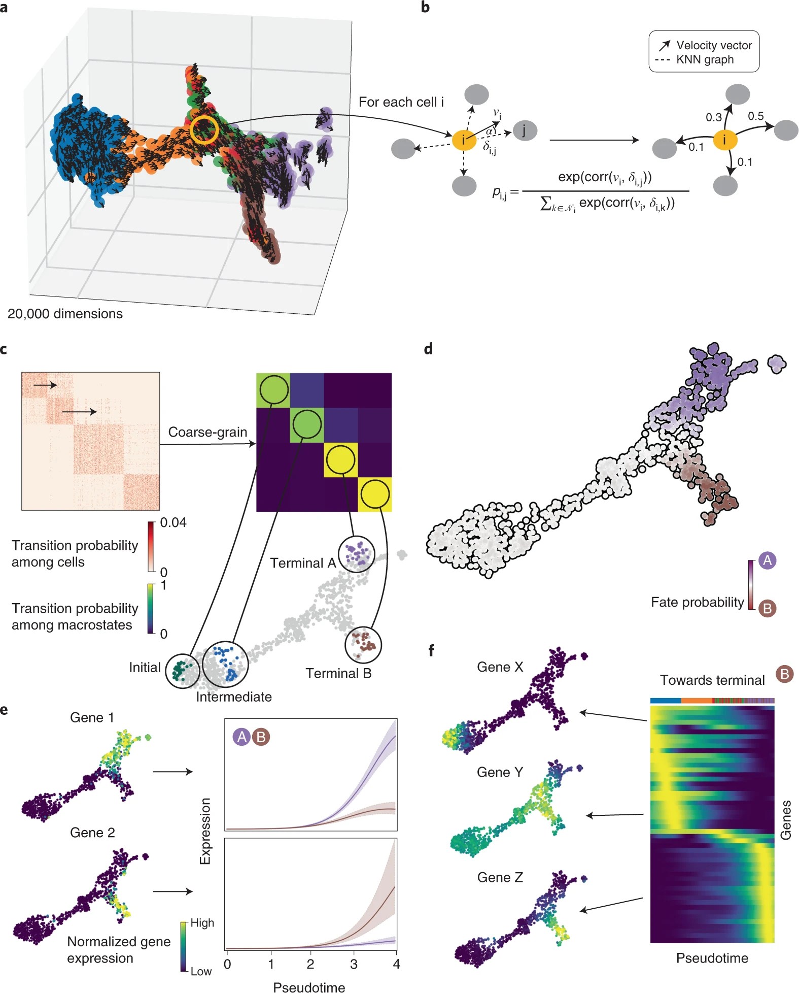 CellRank: A Tool for Directed Single-Cell Fate Mapping - CBIRT