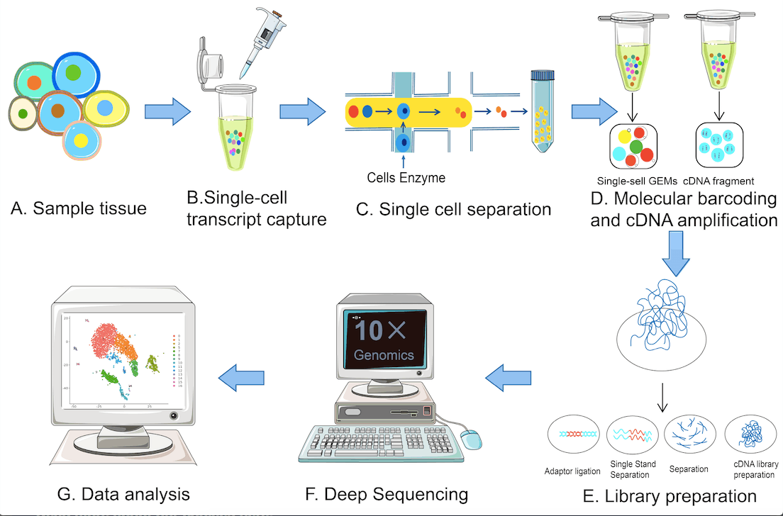 Single-Cell RNA Sequencing: State-of-the-Art Technology and Future ...