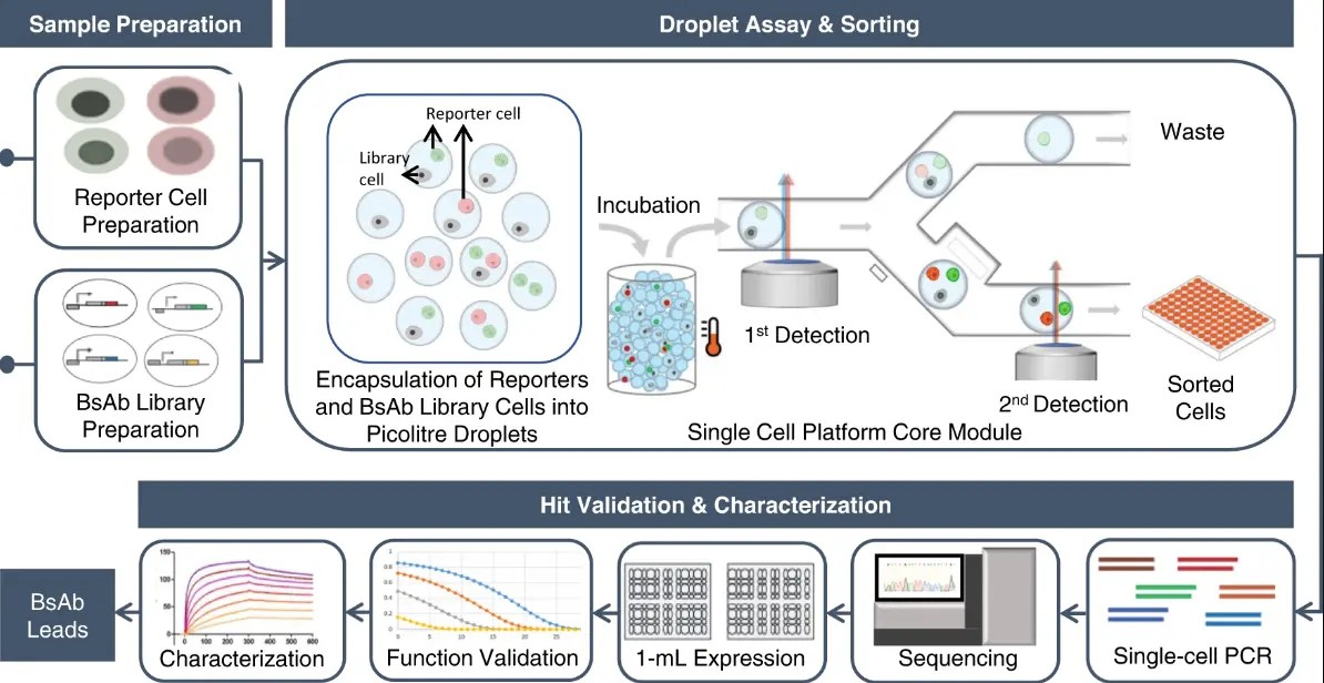 Efficiently Identifying Bispecific Antibodies using High Throughput Single-cell BsAb Discovery ...