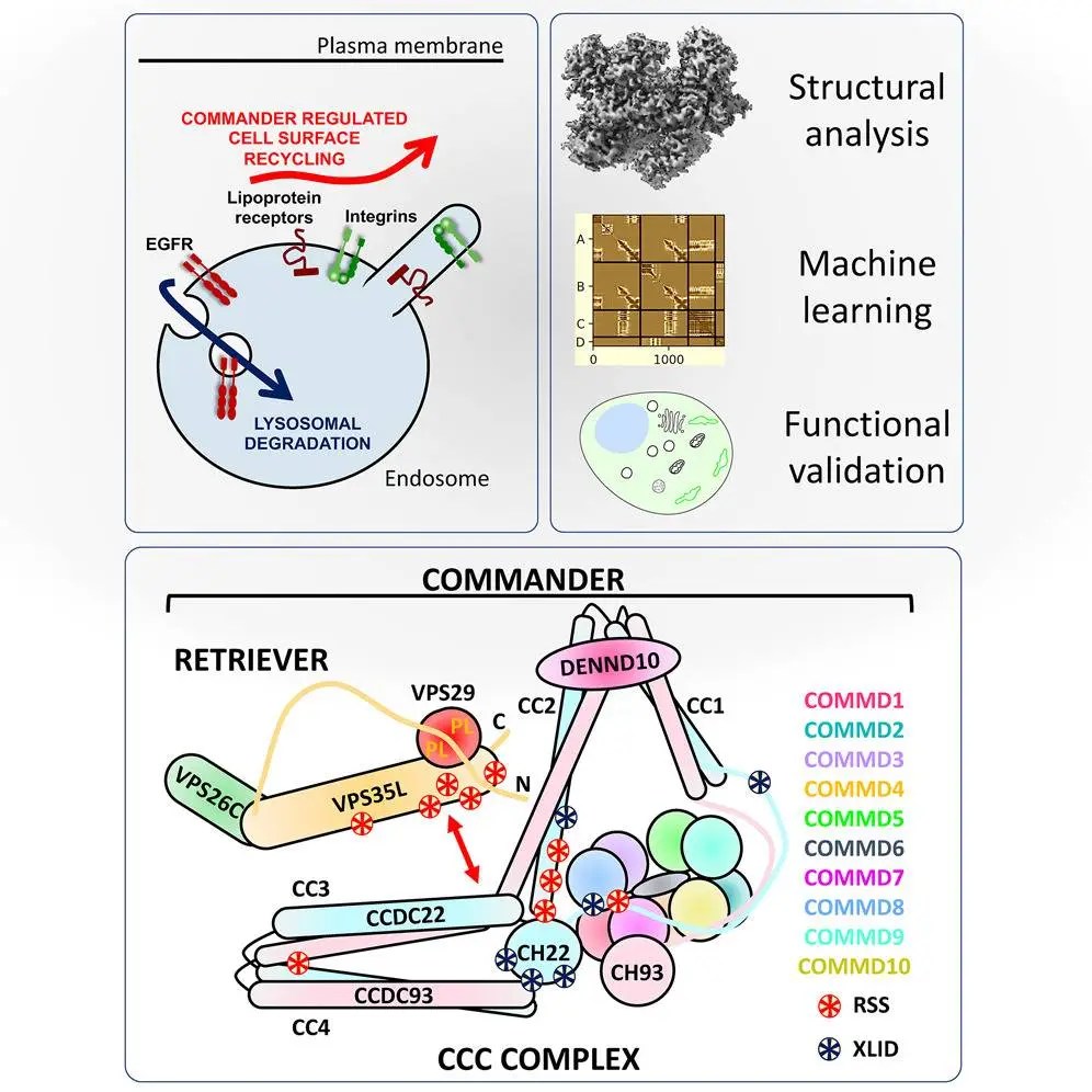 AI-Driven 3D Modeling Sheds Light on 'Postal Workers' within Human ...