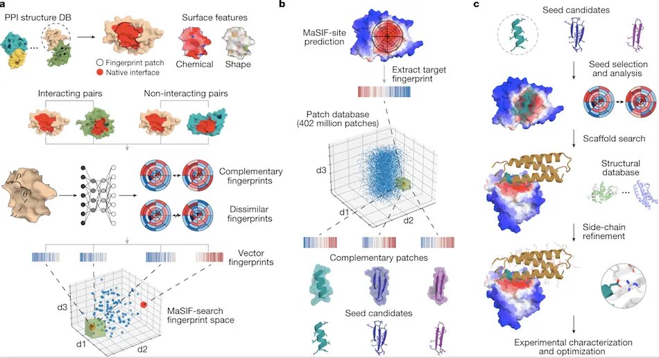 De Novo Protein Interaction Design from Protein Surface Fingerprints using a Geometric Deep ...