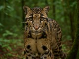 Clouded Leopard