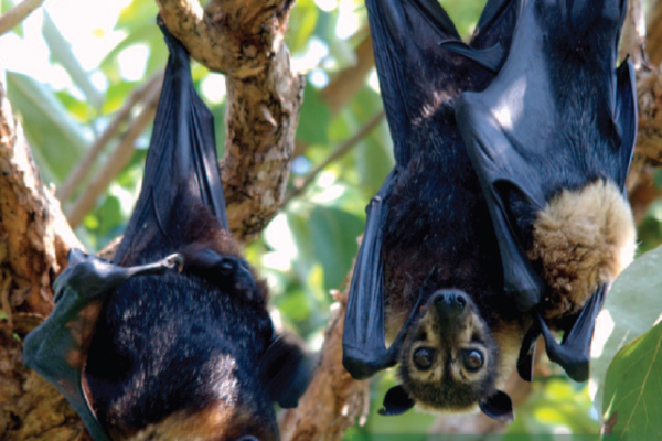 Home Bat Conservation Trust