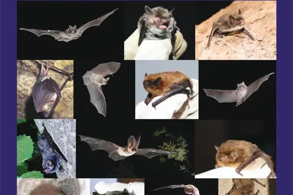 Resources Bat Conservation Trust