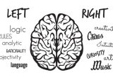 Brain Free Stock Vectors
