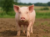 Landrace Pig