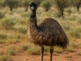 Emu