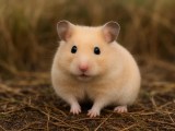 Syrian Hamster