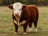Beefmaster Cattle