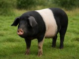 British Saddleback Pig