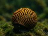 Nerite Snail
