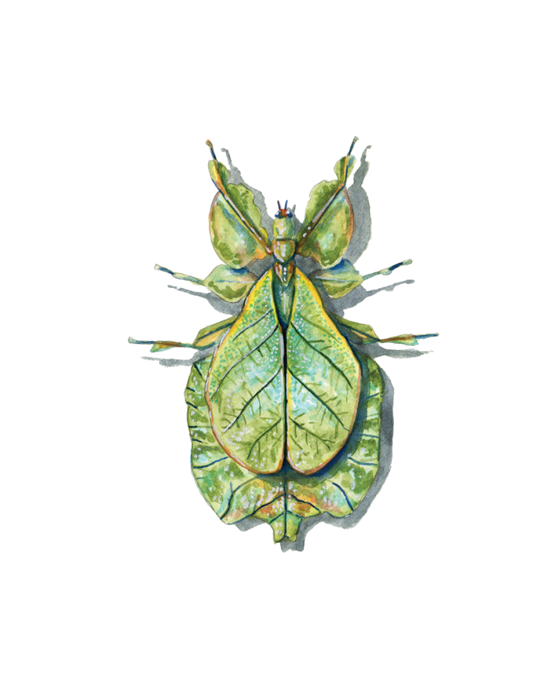 Stick Insects And Leaf Insects Phasmida Flyfish Circle