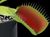 Venus Flytrap 3d Model By Blenduffo