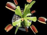 Venus Flytrap 3d Model By Blenduffo