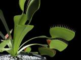 Venus Flytrap 3d Model By Blenduffo