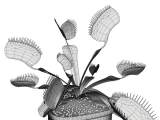 Venus Flytrap 3d Model By Blenduffo