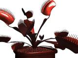 Venus Flytrap 3d Model By Blenduffo