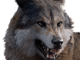 Wolf Rust Wiki