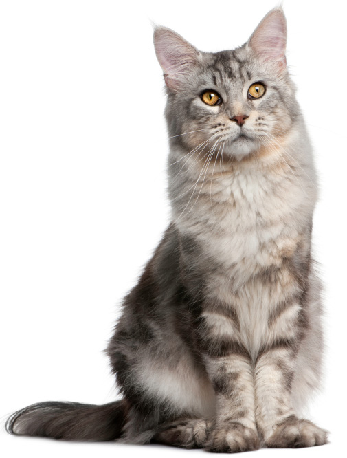 Bahasa dan Kode Komunikasi Kucing | Gosip Cerita