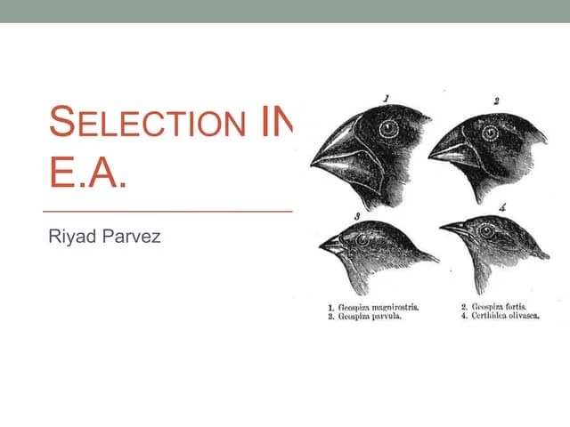 Selection In Evolutionary Algorithm Pdf