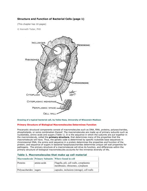 Bacteria Cell Structure And Function Ppt Biological Sciences Science