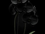 Dark Orchids Soft Diffusion Gallery