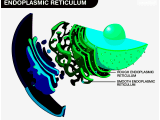 Endoplasmic Reticulum Structure