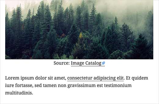 Beginner’s Guide on How to Add a Link in WordPress – propen98