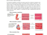 Tema 7 Fisiologia Del Musculo Esqueletico Pdf
