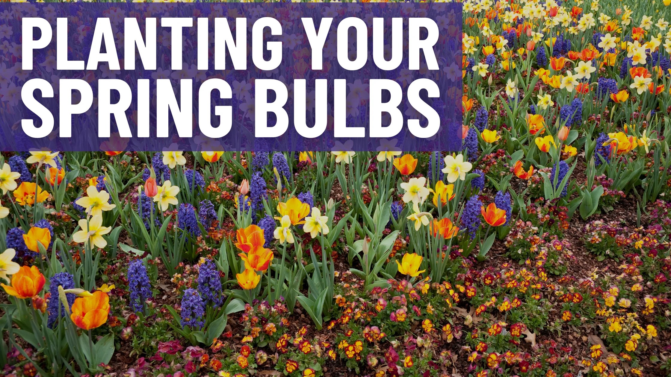 Planting Spring Bulbs In The Us Cedar Planters