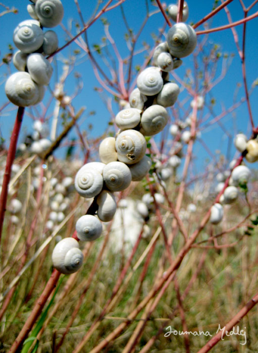 Tyre Snails – Cedarseed