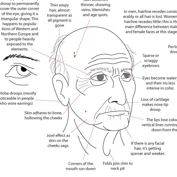 Guide to Aging People – Cedarseed