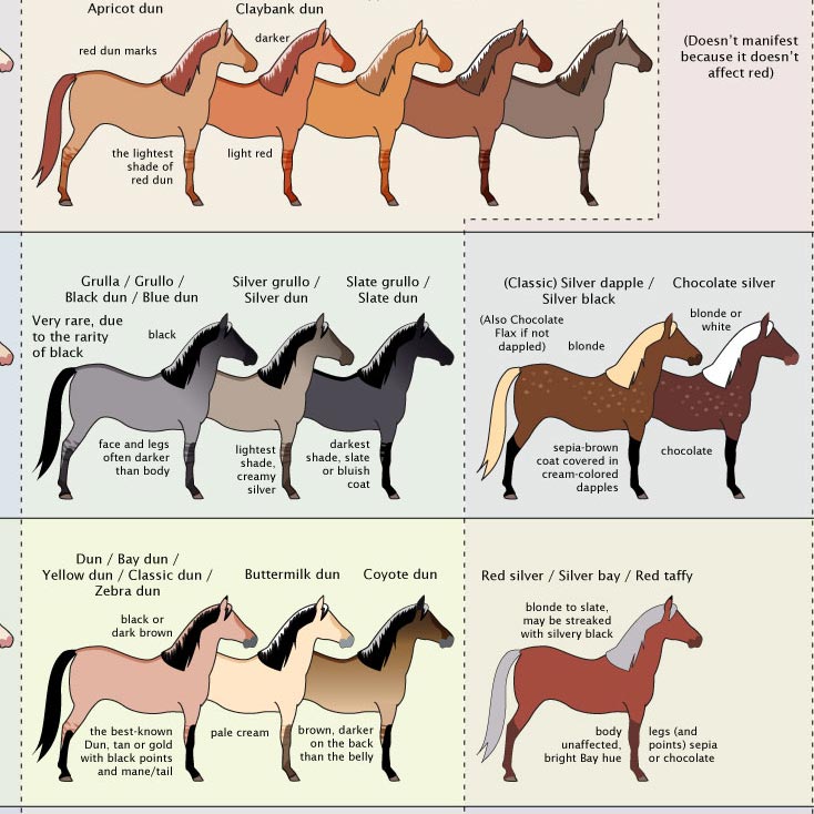 Horse Colours and Patterns – Cedarseed
