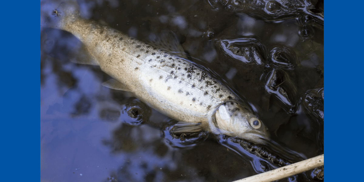 Lack of Progress on Chemicals of Mutual Concern under the GLWQA ...