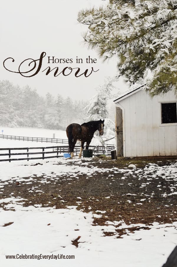 Horses in the Snow {A photo field trip}