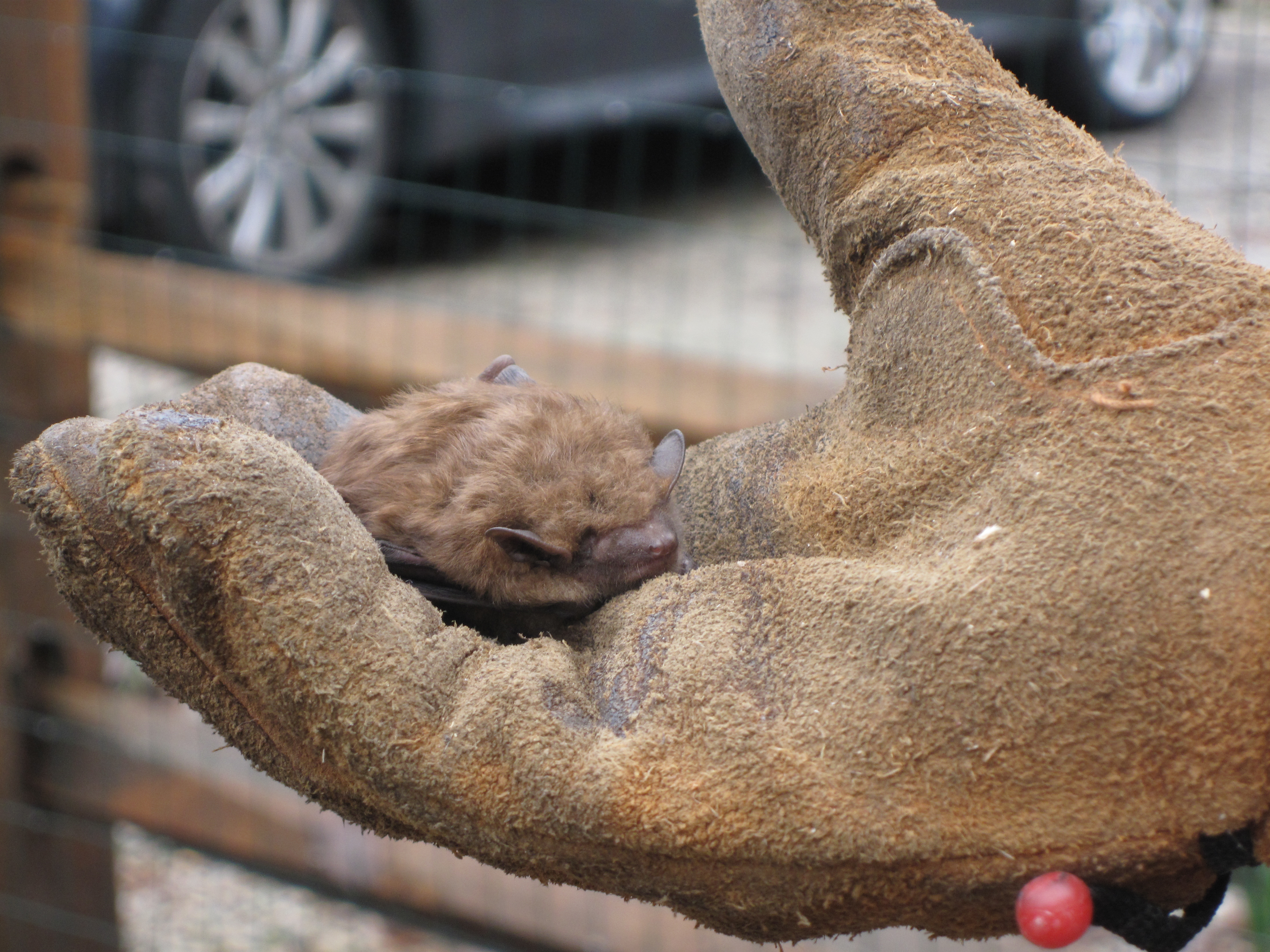 Cabin | Cello's Corner