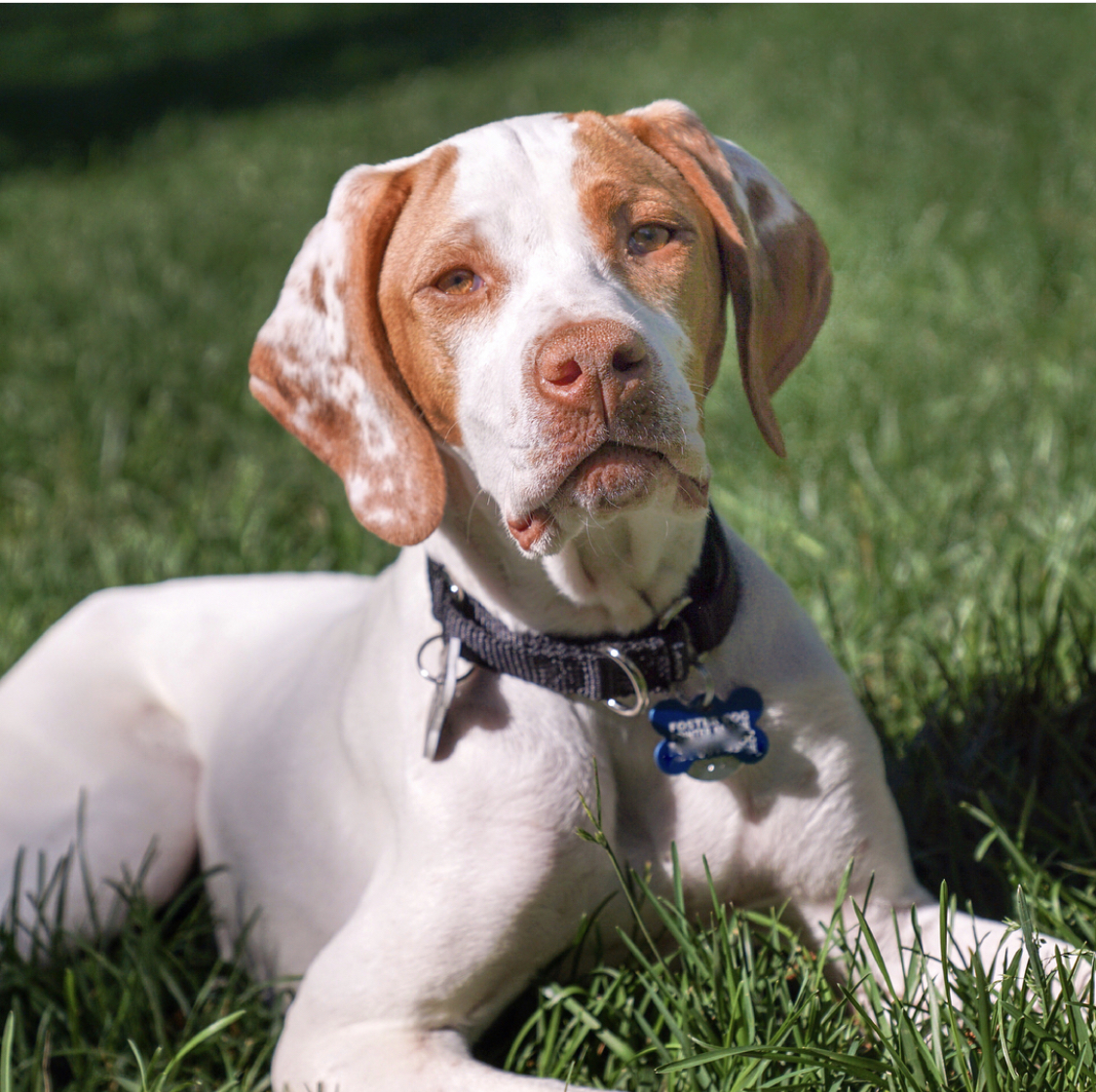 Whiskey Through the Years | Cello's Corner