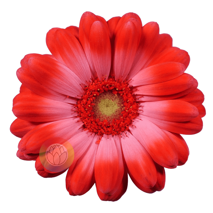 Pink flower dye - Centimo