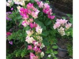 Jual Promo Tanaman Hias Pohon Bunga Bougenville Bugenfil Bugenvil