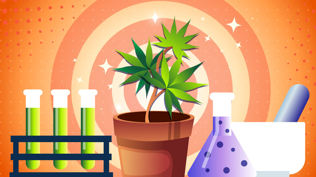 How To Extract Cbd Oil From Hemp Full Guide On Extraction Process
